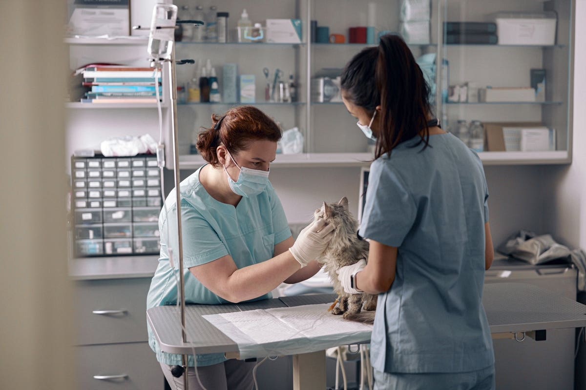 Supplier Code Of Conduct | CVS Veterinary Group