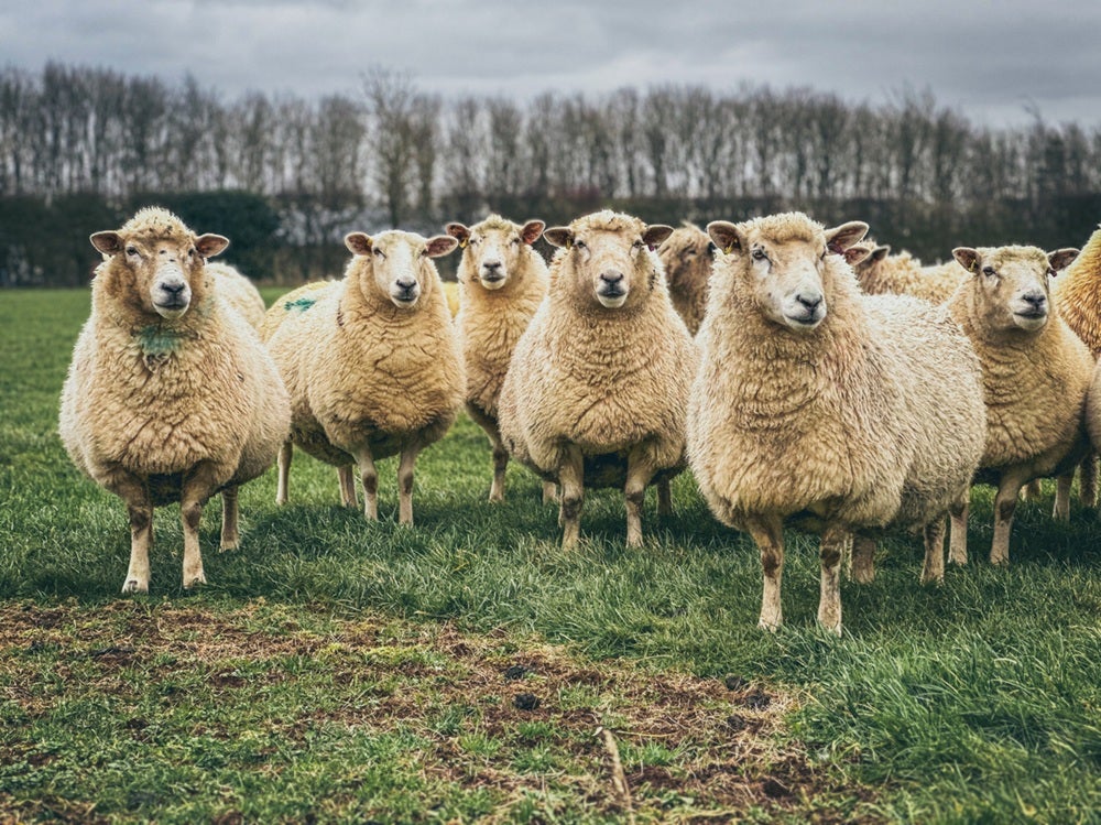 CVS Farm Vets launches innovative Sheep Lameness Project to support UK ...