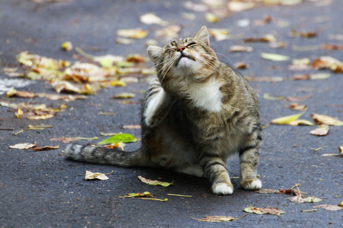 University of Bristol and CVS launch surveys to assess perceptions and ...