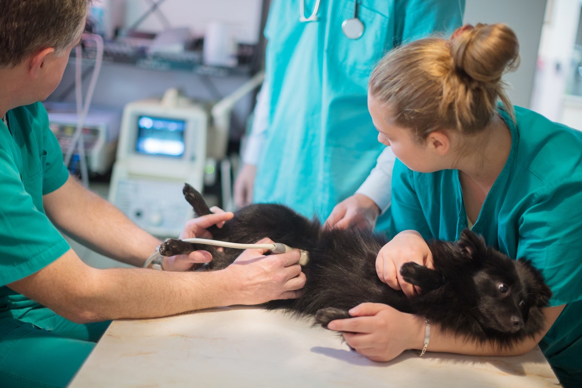 CVS improves New Graduate Programme over three-year quality improvement ...