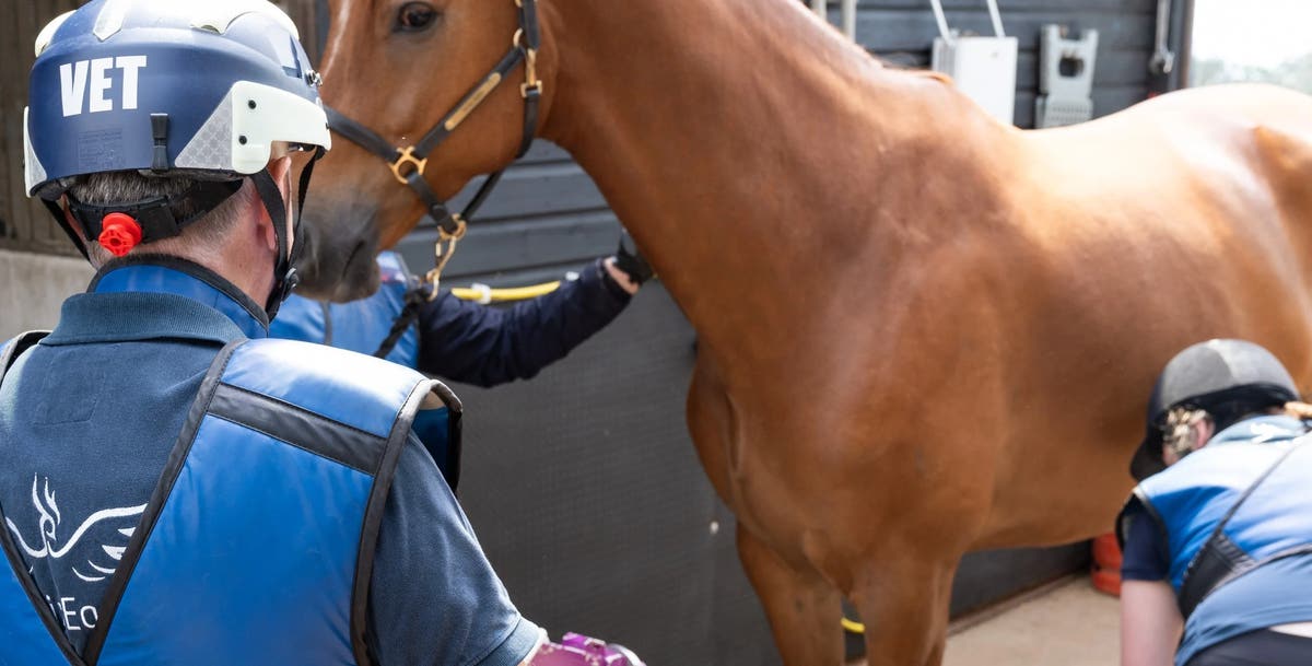 Key Stakeholders unite to advance helmet design for equine veterinary ...