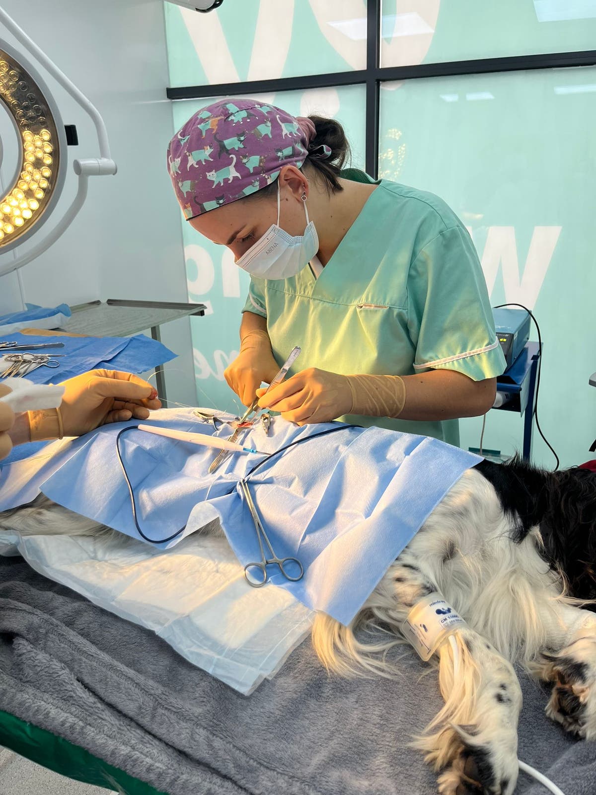 Over 300 RVNs have completed CVS’ Surgical Schedule 3 Course | CVS ...