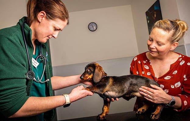 Seadown Vets becomes part of CVS Group | CVS Group