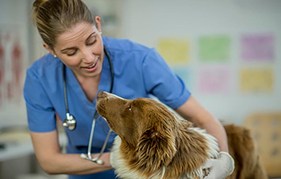 CVS’ Bristol Vet Specialists to research Idiopathic Epilepsy in Border ...