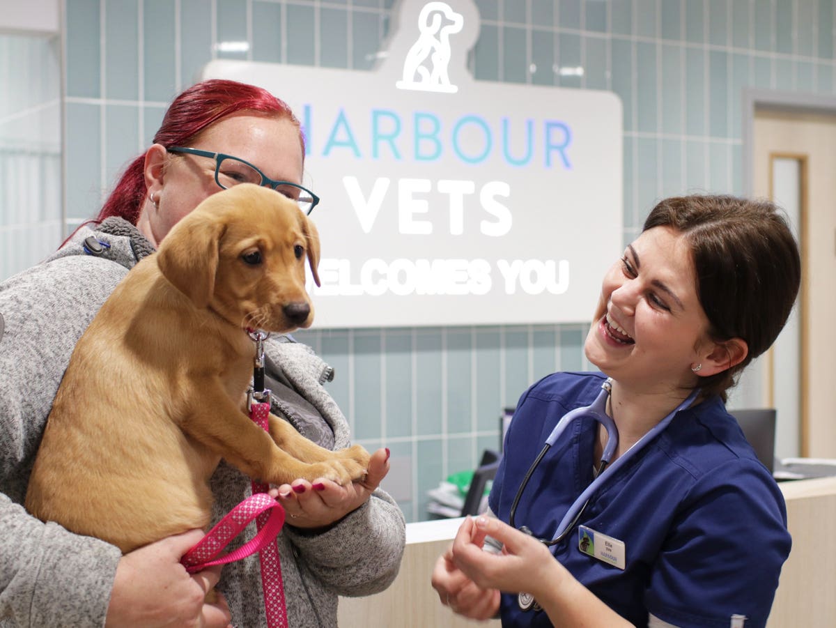 Companion Animal Practices - CVS Vets & MiNightVet | CVS Veterinary Group